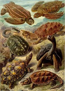 Schildkröten.jpg