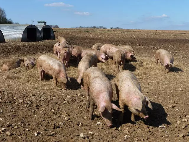 Ist Schwarzlicht der Weg zu einer stinkfreien Viehfarm?