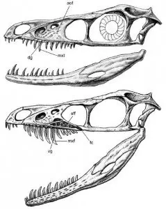 Sinornithosaurus was waarskynlik nie giftig nie
