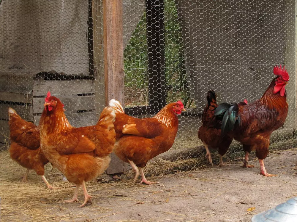 14 morsomme fakta om kyllinger