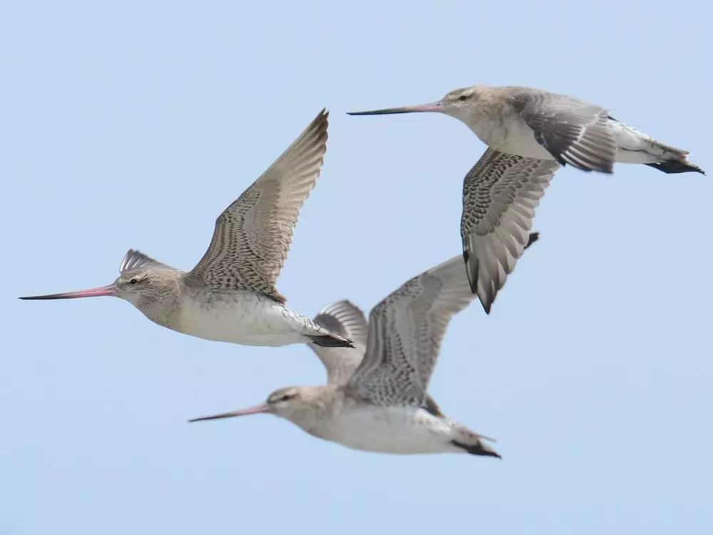 Bird vola per 7.500 miglia, un nuovo record per la migrazione continua di uccelli più lunga