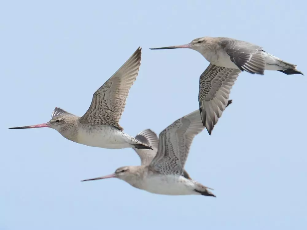 鳥が7,500マイル飛ぶ、最長のノンストップ鳥の渡りの新記録