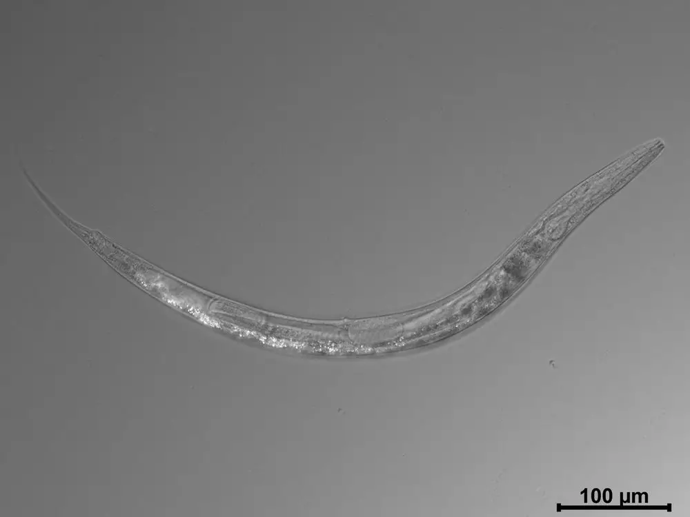 Ọdọ Mmiri Saltiest California bụ ebe obibi nke Arsenic na-eguzogide, Worm nke nwere mmekọahụ atọ