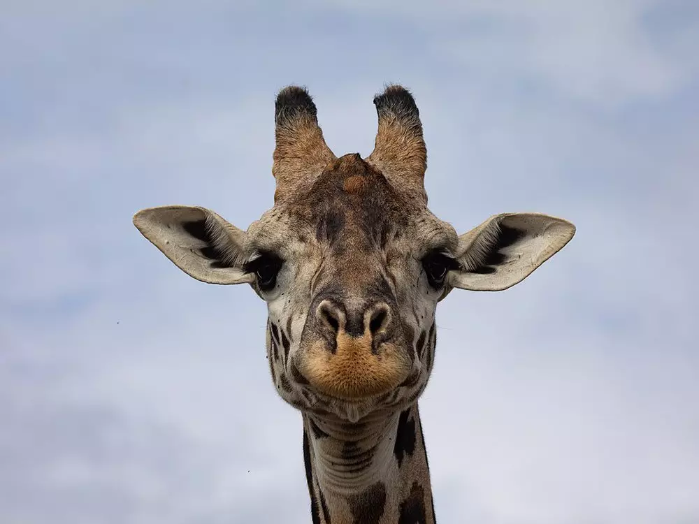 Kleur van de vlekken van giraffen weerspiegelt sociale status, niet leeftijd