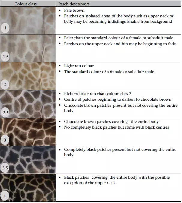 Il colore delle macchie delle giraffe riflette lo stato sociale, non l'età