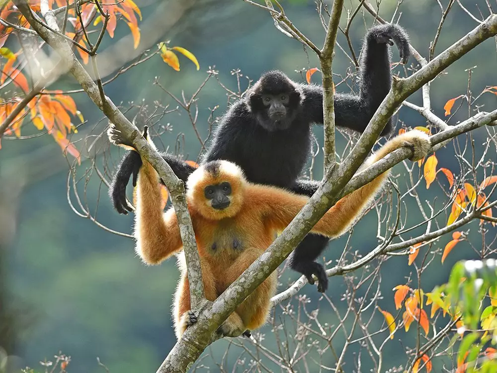 Ma gibbons awiri a Hainan amakhala pamtengo.