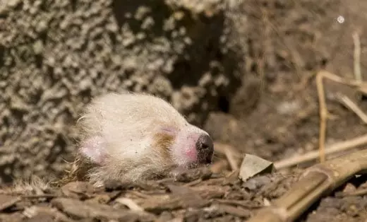 V Národní zoologické zahradě zemřelo mládě pandy červené