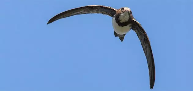 這隻鳥可以連續飛行六個月