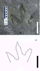 Fossile spoaren litte sjen hoe't lytse dinosaurussen fersnelle