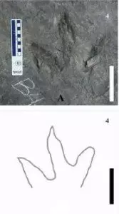 A fosszilis nyomok megmutatják, hogyan gyorsultak fel a kis dinoszauruszok