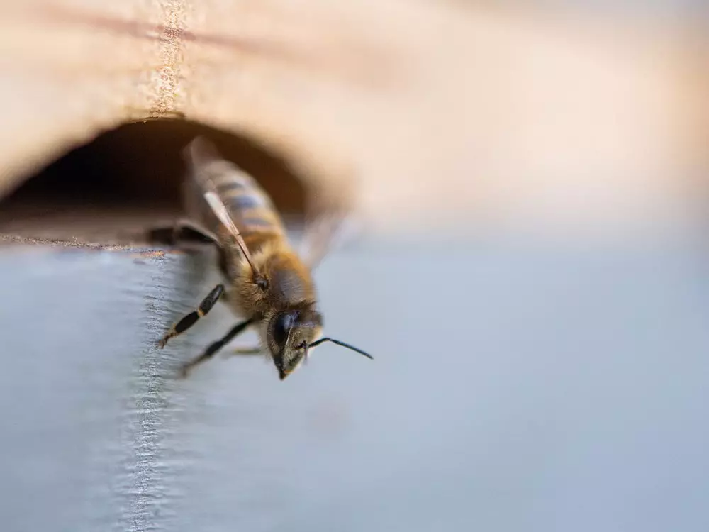 Arıçılar bal arılarını koloniyanı işğal edən zərərvericidən xilas etməyə çalışırlar