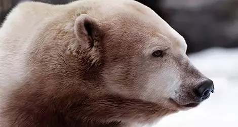 Hoton ɗan wasa Nickolay Lamm na matasan polar-grizzly