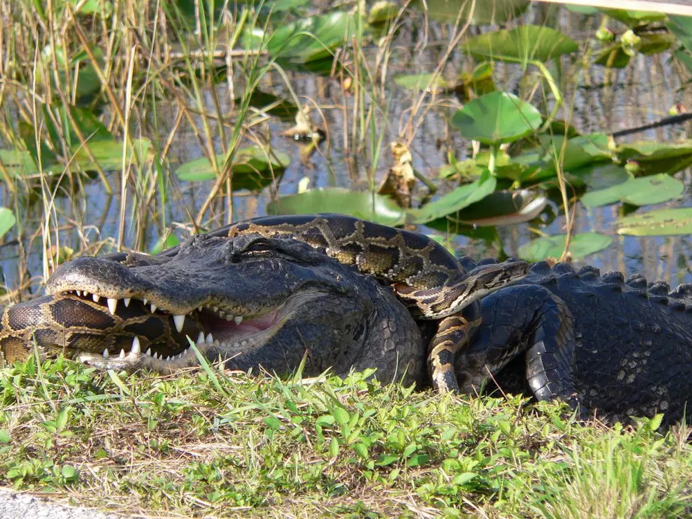 Njẹ Pythons Nbọ si Adugbo Rẹ bi?