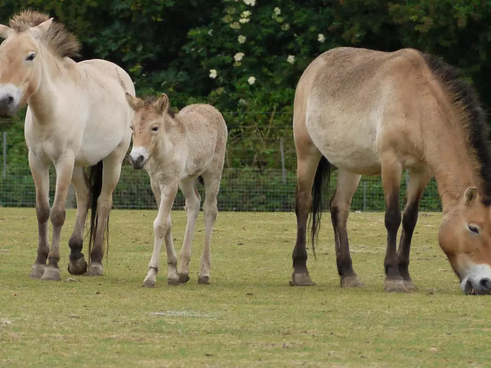 Dans un champ herbeux, un poulain de cheval de Przewalski se tient entre deux adultes dans un champ herbeux avec des arbres en arrière-plan. Les chevaux ont une carrure trapue, un pelage rougeâtre et des crinières sombres ressemblant à des mohawks.