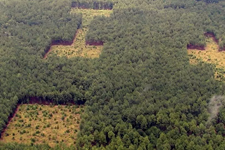 Parçalanmış Habitatı Birleştirirsek Yeni Türler Gelecek, Çalışma Gösterileri