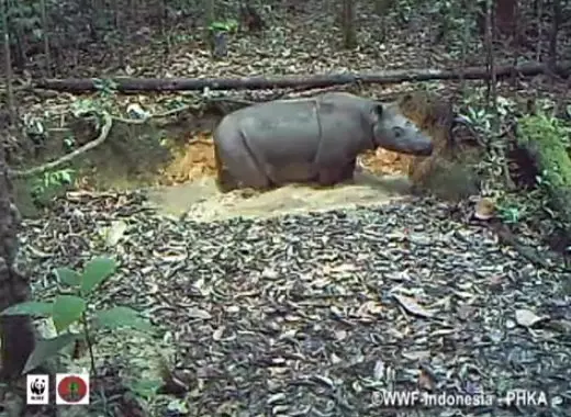 Secret Cameras Caught an Endangered Sumatran Rhino Happily Hanging Around on Borneo