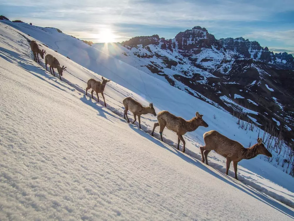 Fotografie dokumentují dramatické migrace divoké zvěře přes Yellowstone