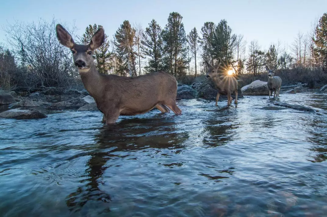 Mapikicha Gwaro Dramatic Wildlife Migrations Mhiri kweYellowstone 16154_3