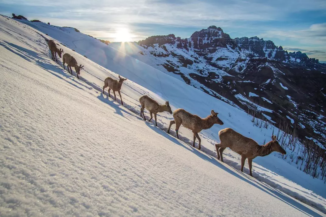 Foto's documenteren dramatische migraties van wilde dieren door Yellowstone 16154_4