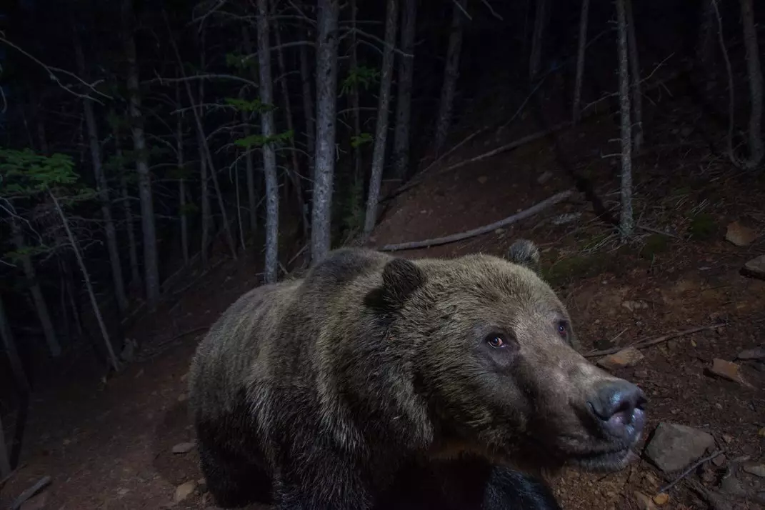 Fotografie dokumentují dramatické migrace divoké zvěře přes Yellowstone 16154_5