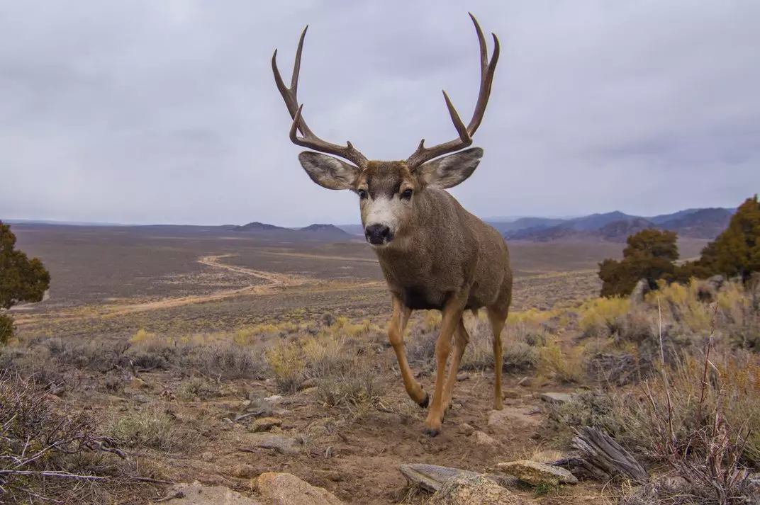 Fotografie dokumentují dramatické migrace divoké zvěře přes Yellowstone 16154_6