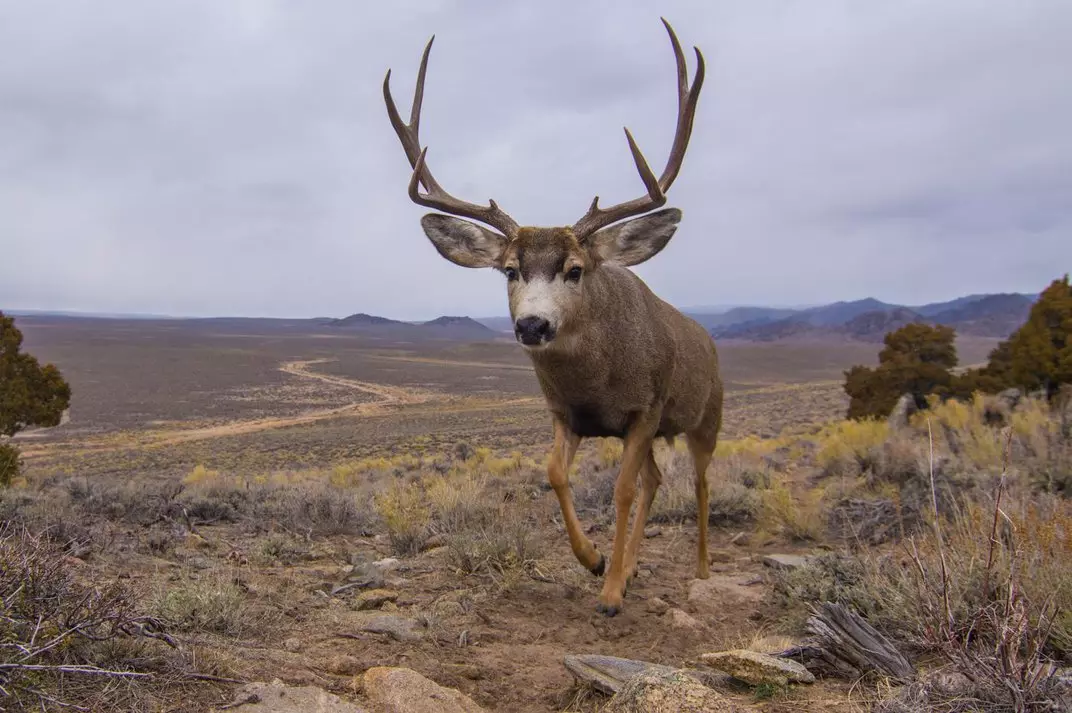 Bilder dokumenterer dramatiske dyrelivsvandringer over Yellowstone 16154_6