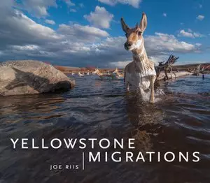 Náhled miniatury pro migraci Yellowstone