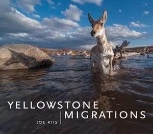 Ongorora thumbnail yeYellowstone Migrations