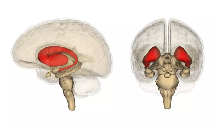 Striatum a se yon sib pou dwòg