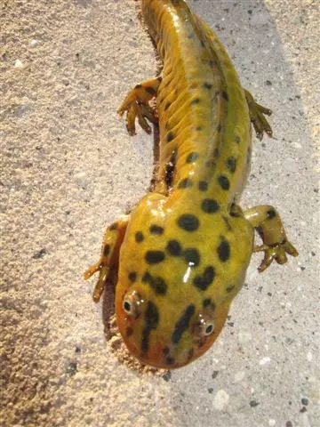 Salamanders e hanang ho hola 16240_2