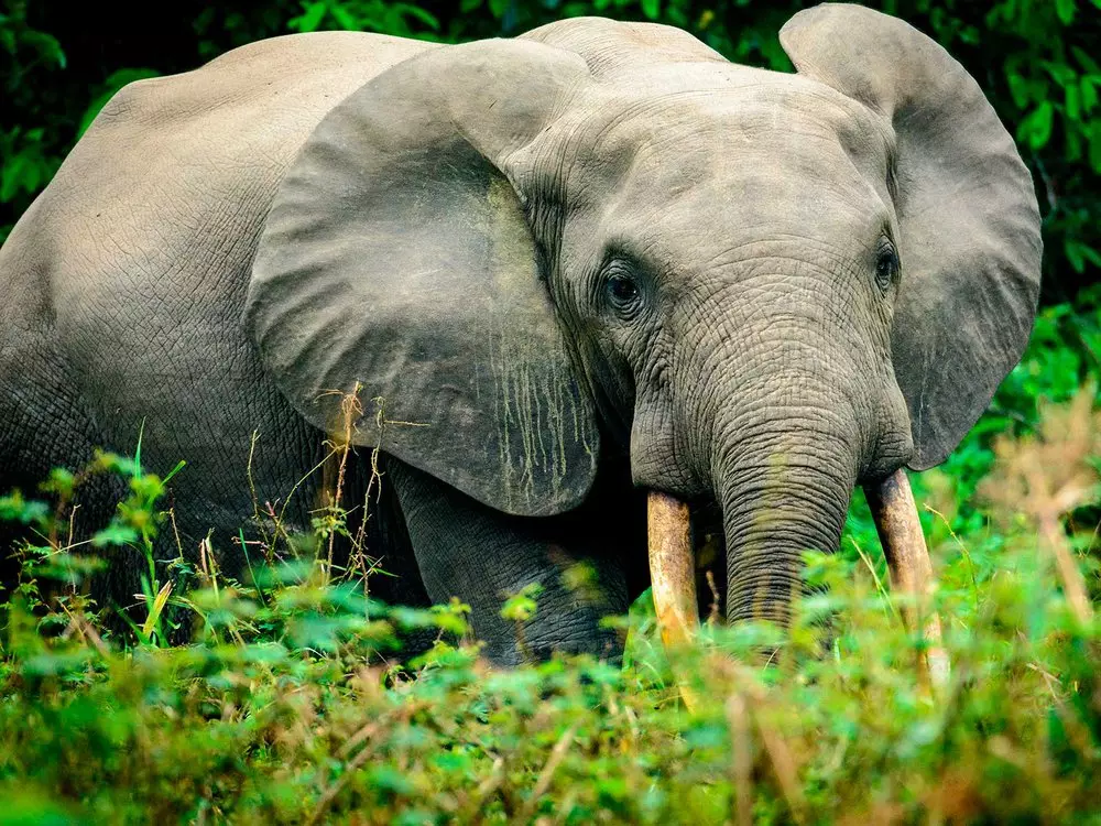 Kako ljudi imaju koristi od autoceste staza koje su stvorili afrički šumski slonovi