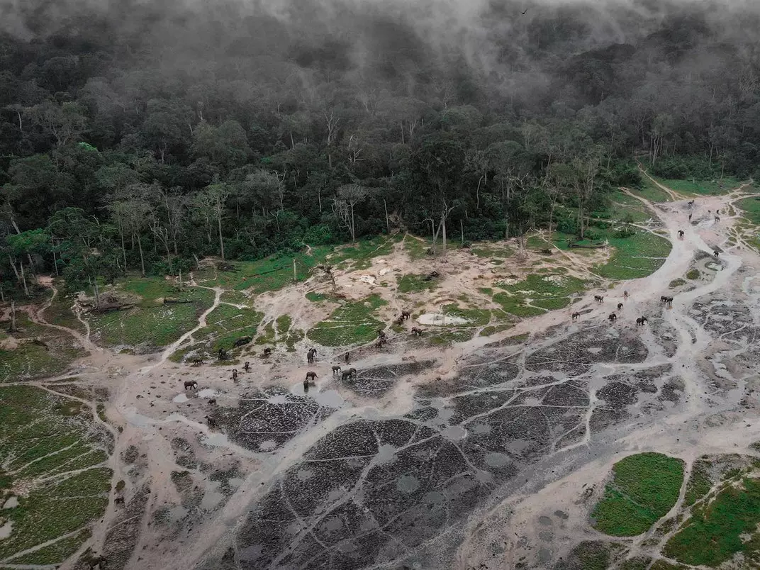 Afriken Forest Elephant Trails