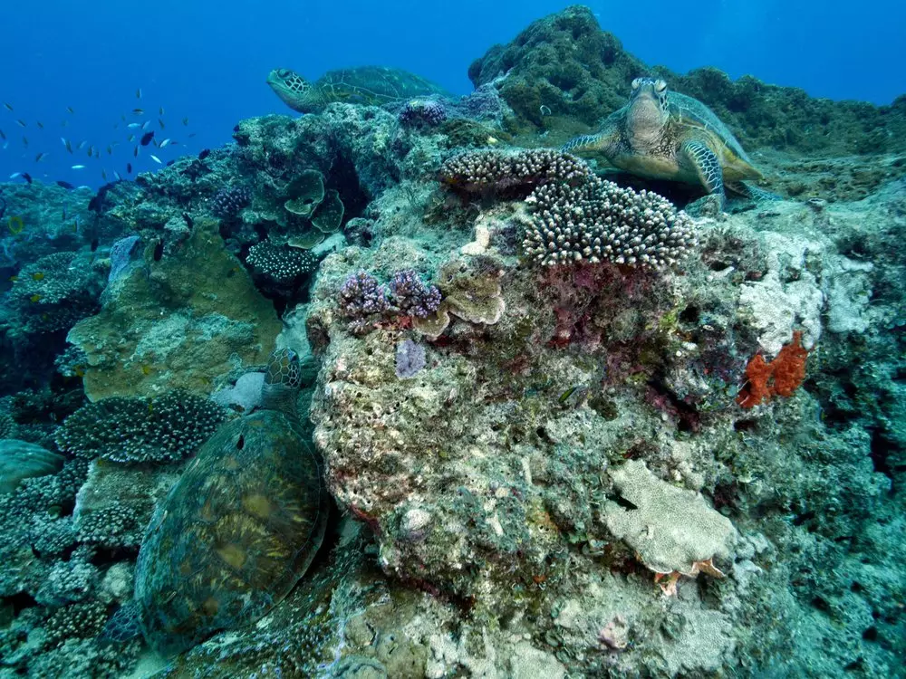 Koral arrezife
