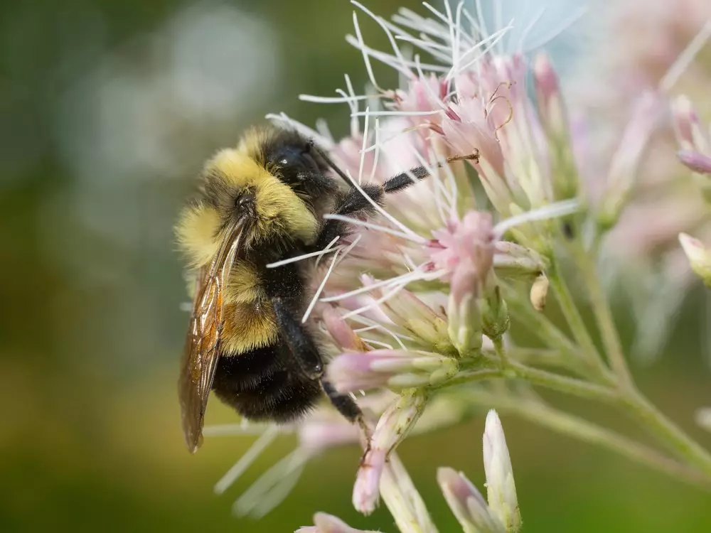 D'Bee, déi Äert Häerz brécht