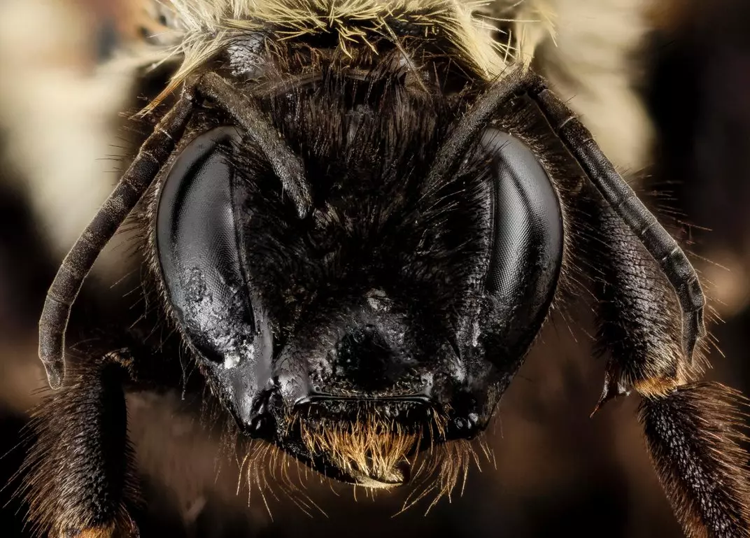 L'abeille qui vous brise le coeur