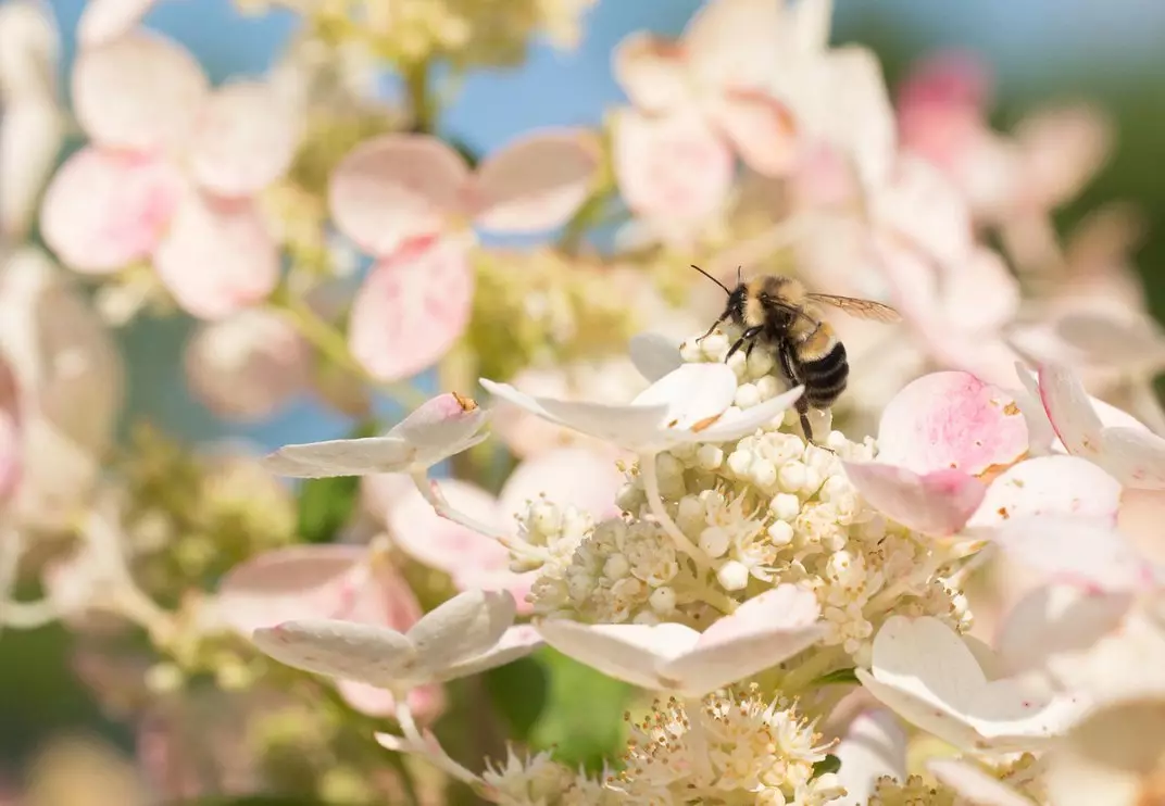 The Bee That Breaks Your Heart 