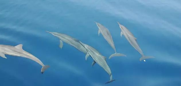 Delfiner schlofen mat nëmmen d'Halschent vun hirem Gehir gläichzäiteg