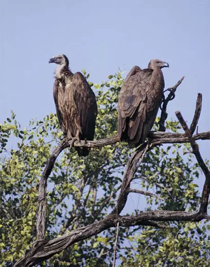 vulture2_tree.jpg