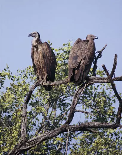 Ճախրող հույսեր