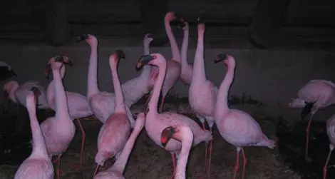 Flamingos bebek pikeun panutup dina Instalasi Hideung Box Anyar Hirshhorn urang