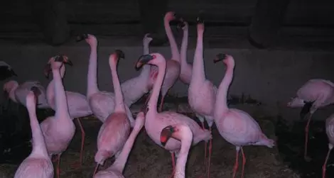 Πάπια Flamingo για κάλυψη στην εγκατάσταση του νέου μαύρου κουτιού του Hirshhorn