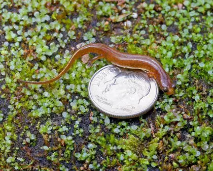 Salamander Tanpa Paru Kecil Ditemukan di Georgia