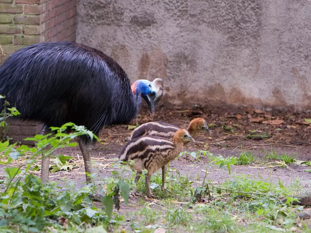 Una foto d'un casuari del sud mascle amb dos pollets joves en un zoològic d'Amsterdam