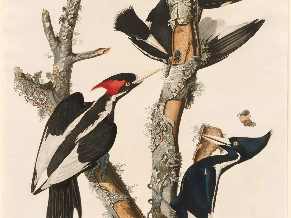 Ilustrācija ar trim ziloņkaula dzeņiem ar melniem spārniem un sarkaniem cekuliem uz koka zara