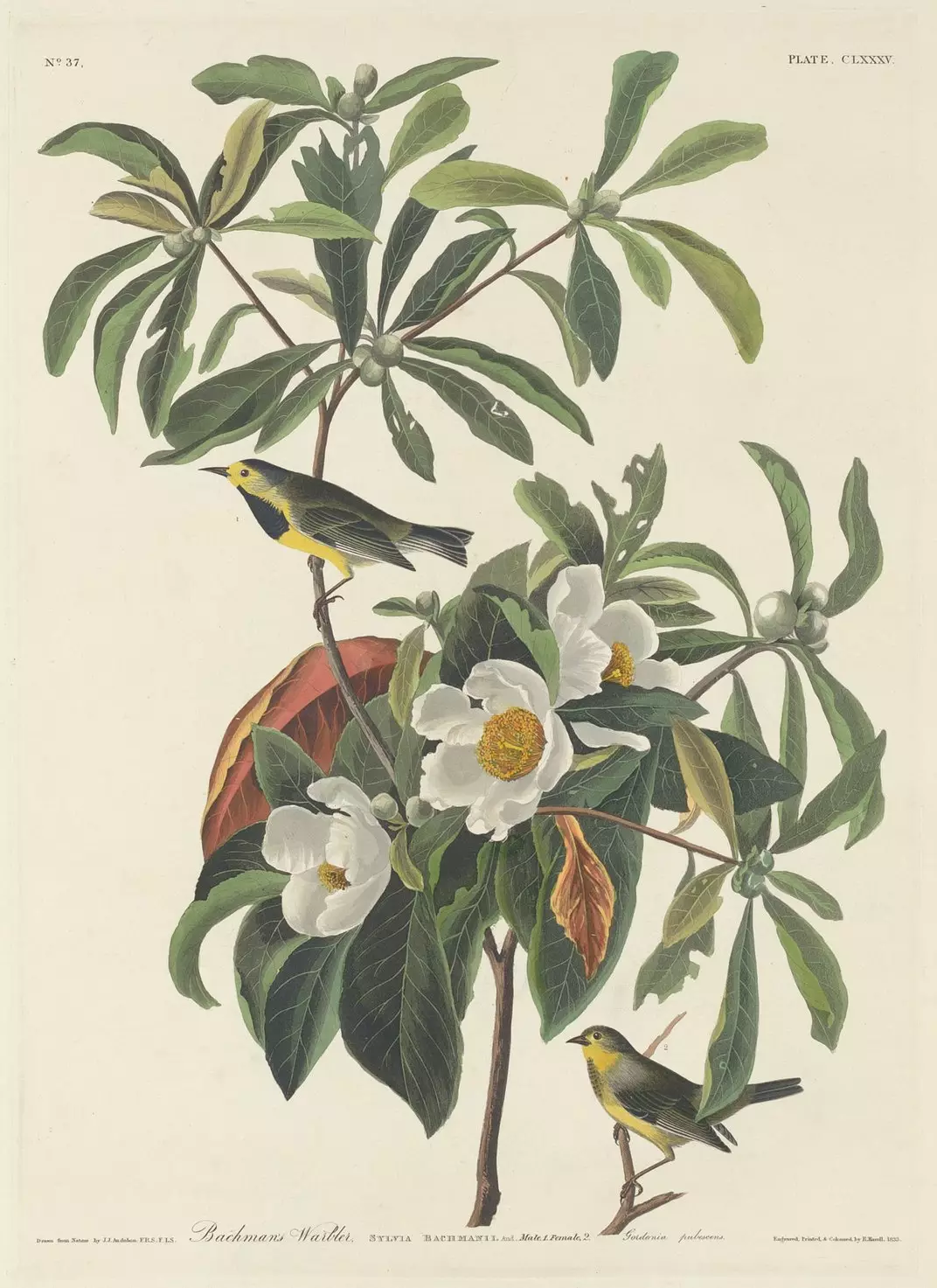 Uma ilustração da toutinegra de bachmans, um pequeno pássaro com partes superiores pretas, queixo preto e partes inferiores amarelas.