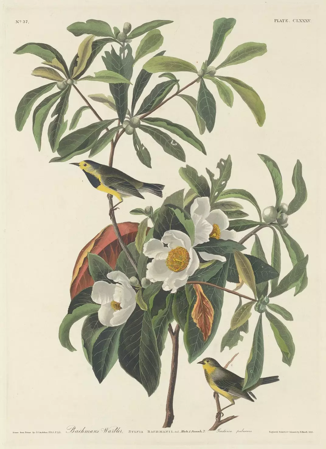 Eng Illustratioun vum bachmans warbler, e klenge Vugel mat schwaarzen Uewerparteien, e schwaarze Kinn a giel Ënnerdeeler.