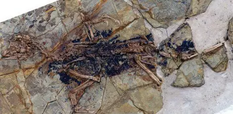 Skeleton yeXiaotingia (musoro uri kuruboshwe)