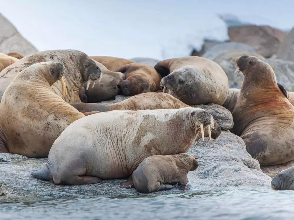 En arg valrossmamma spårade ur en rysk marinexpedition