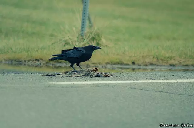 Brain-Eating Crows May Help Spread Prion Diseases