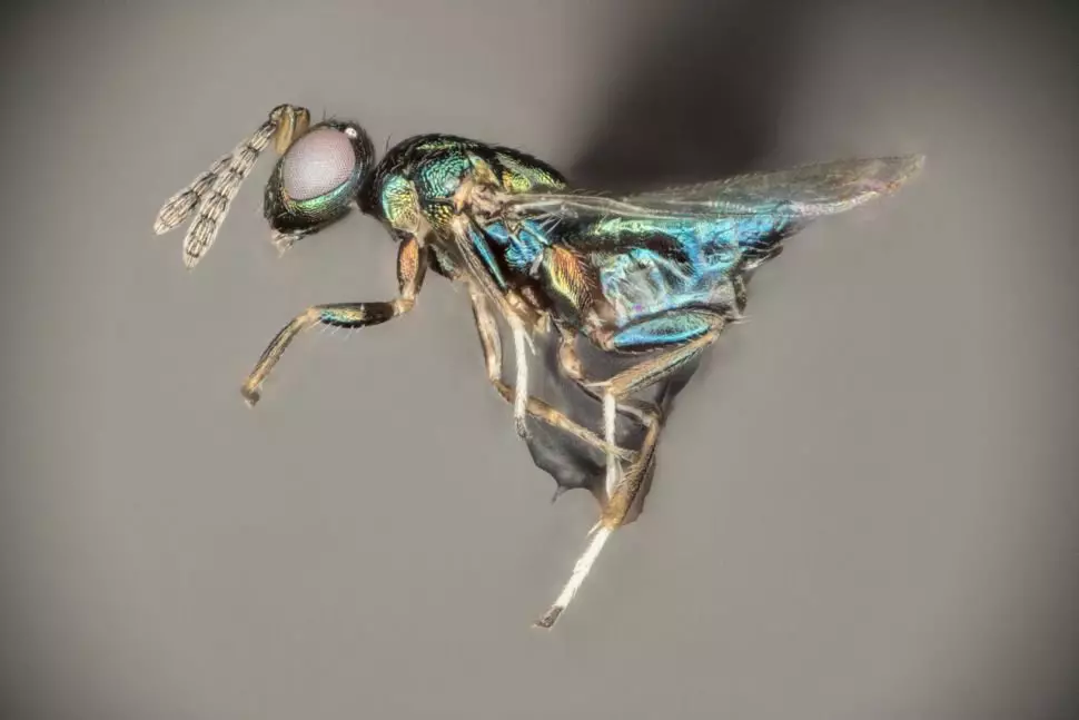 Паразитната оса пазител на крипти манипулира умовете на седем други вида насекоми